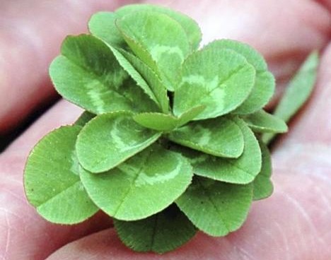 PA man discovers rare 5-leaf clover - Real World News - Neowin