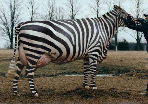 Zonkey or a Deebra?! - Real World News - Neowin